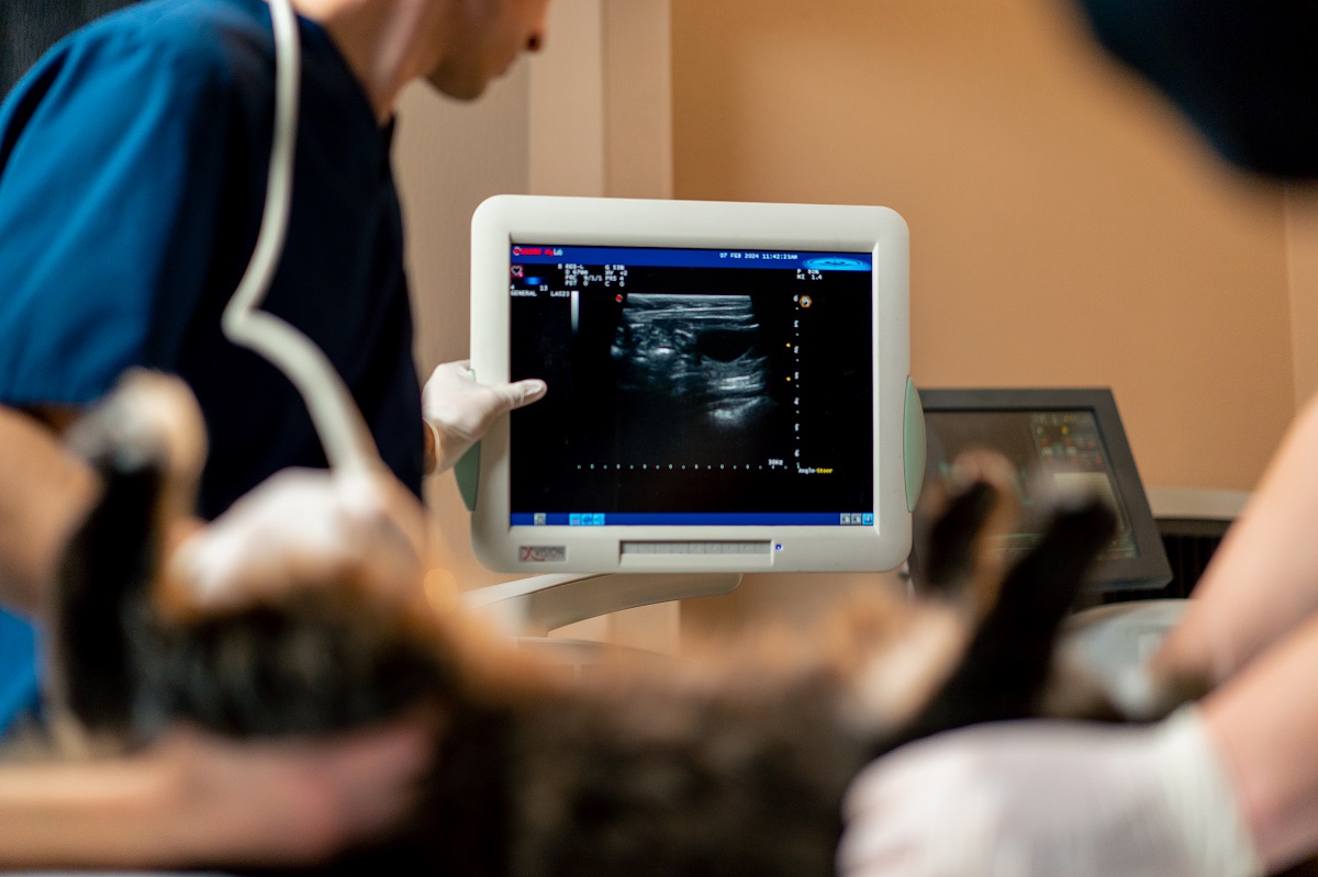 Same Day Ultrasound and Echocardiogram | Boca Raton Emergency ...